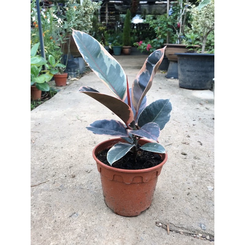 Pokok Ficus Elastica Ruby Indoors Live plant / Rubber Plant Ruby (Red ...