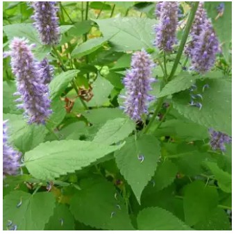 seeds biji benih Korean Mint Licorice Seeds (Agastache Rugosa) | Shopee ...