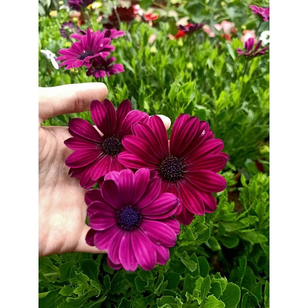 [Paling Horticulture Sdn Bhd] Osteospermum | African Daisy | Pokok ...