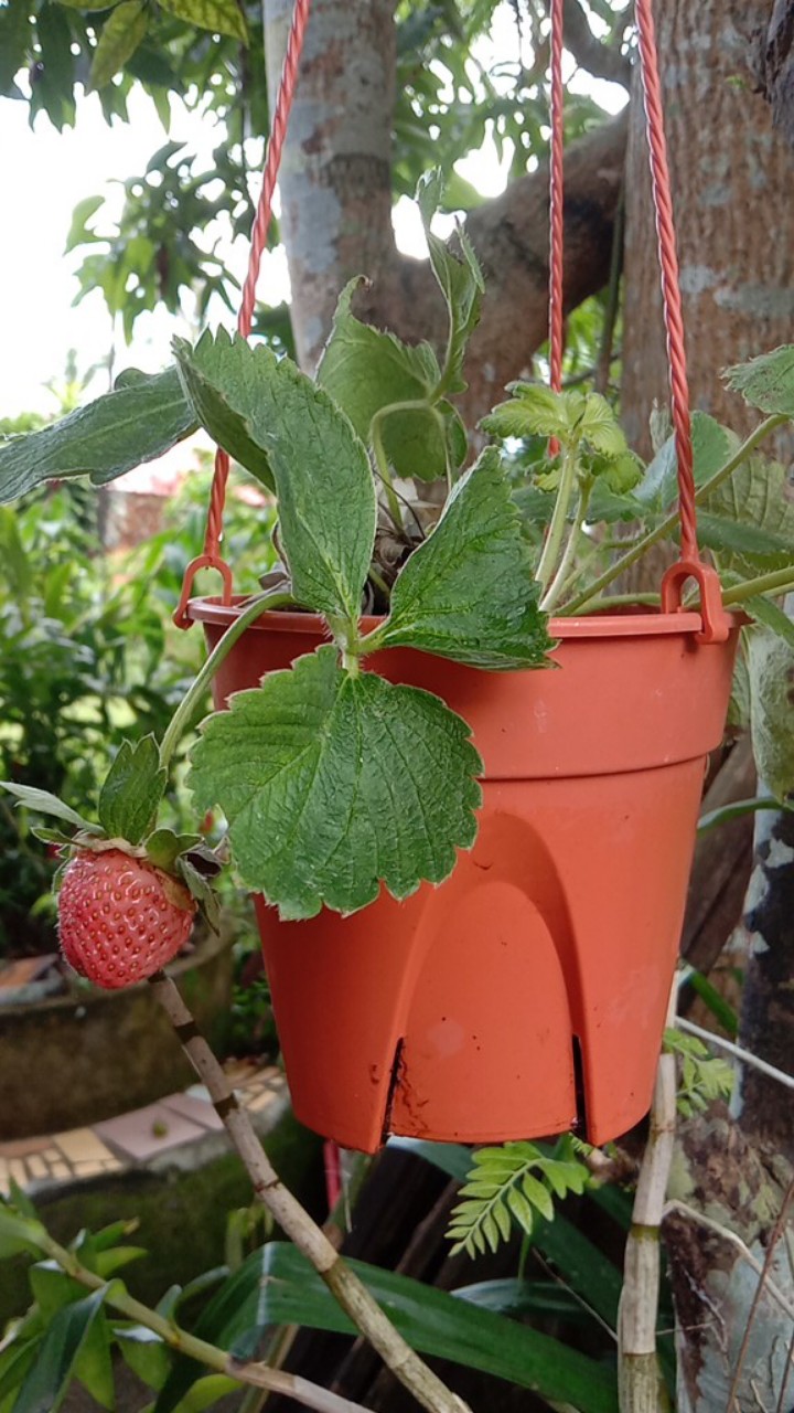 REAL LIVE PLANT pokok strawberry albion | Shopee Malaysia