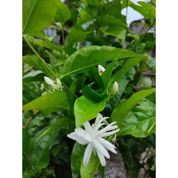 Pokok Bunga Melur Bell of India | Shopee Malaysia