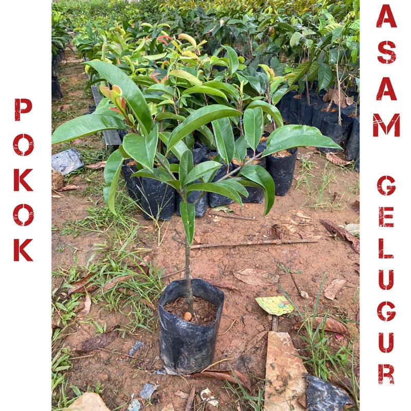 Pokok asam gelugur ( hybrid ) thai murah / pokok asam keping | Shopee ...