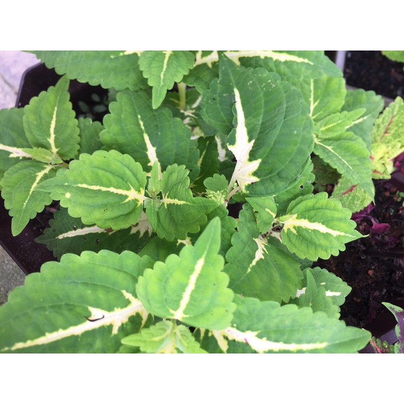 LIMITED EDITION BUNGA ATI-ATI WARNA HIJAU (1 KERATAN) | Shopee Malaysia