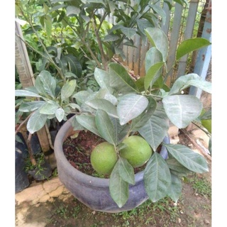Pokok Limau Oren Sankist Hybrid | Shopee Malaysia