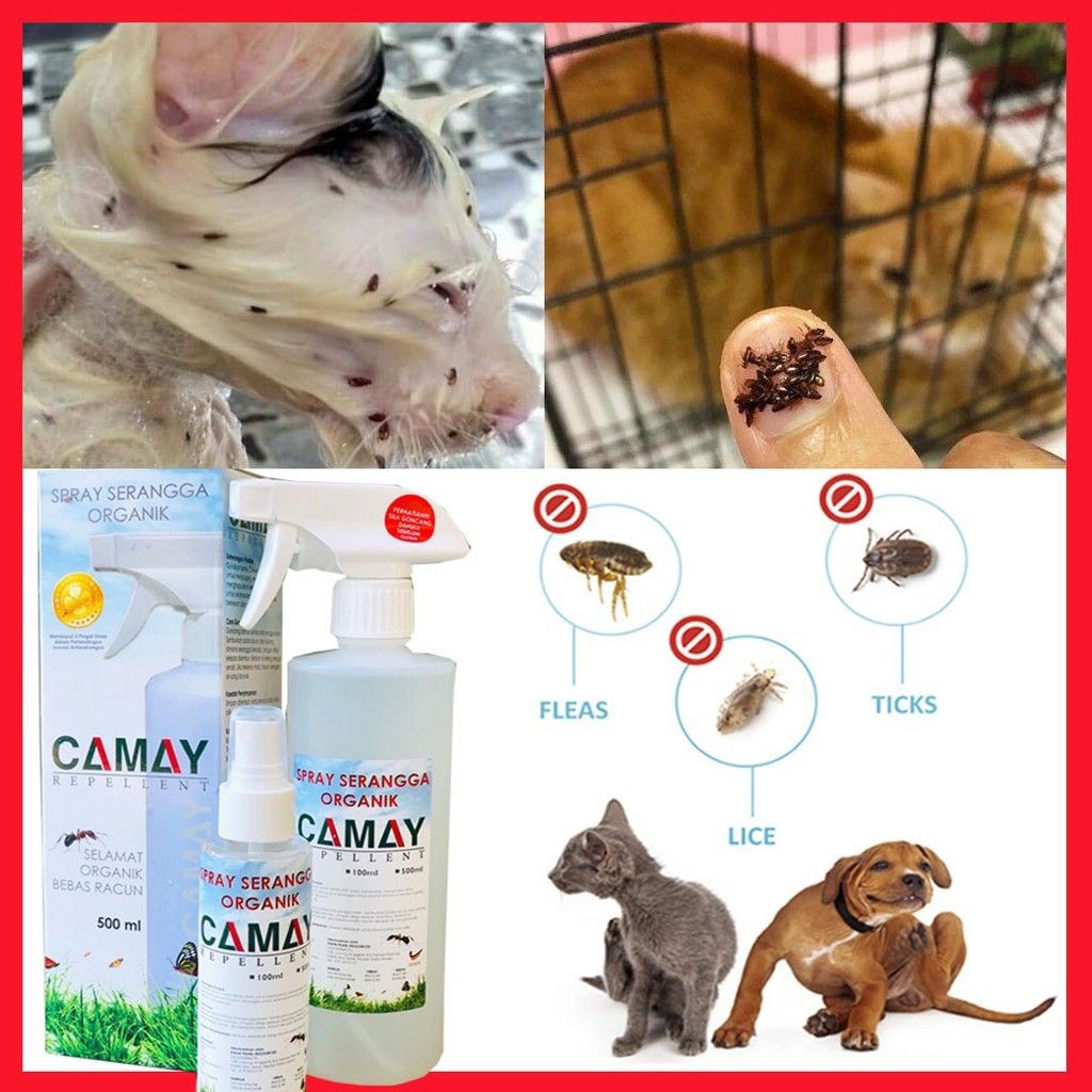 SPRAY KUTU KUCING, PET, DOG, CAT, FLEA, LICE SPRAY CAMAY REPELLENT ...