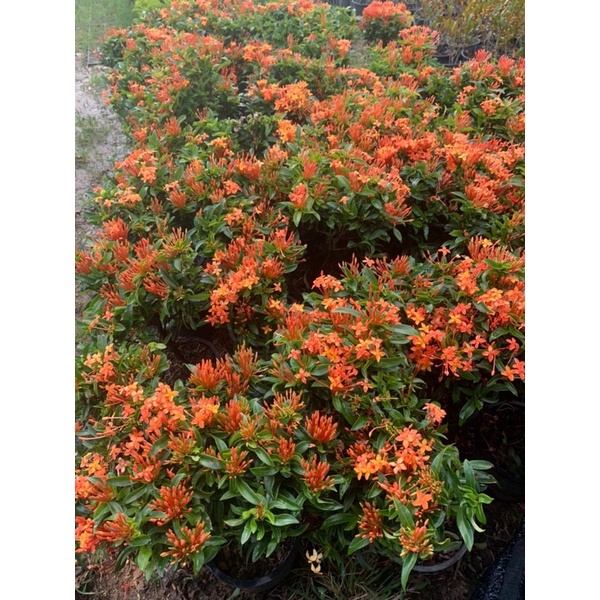 Pokok bunga ixora (tudung periuk) murah!! Warna Random | Shopee Malaysia