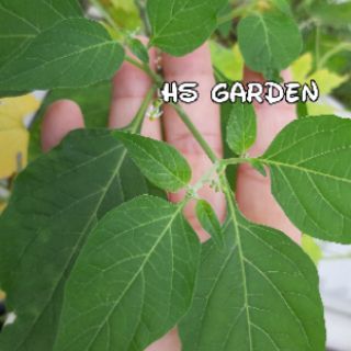 400 biji benih Sayur Meranti (Daun besar) | Shopee Malaysia