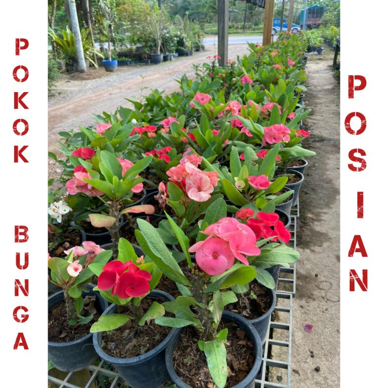 Pokok Bunga Posian / makhota berduri ( SUDAH BERBUNGA ) / pokok bunga ...