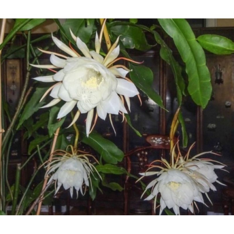 Pokok Bunga Bakawali Mini Putih/ Queen of the Night/ Epiphyllum ...