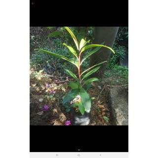 Pokok Cempenai / Mata itik Pokok Ulam | Shopee Malaysia