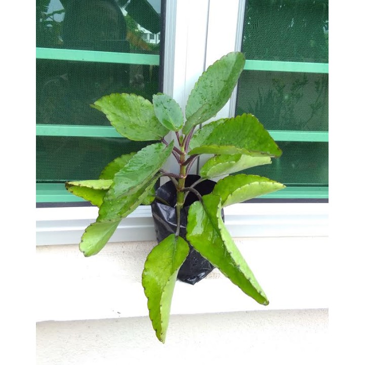 Pokok Herba Leaf Of Life Young Plant Kalanchoe Pinnata Anak Pokok ...