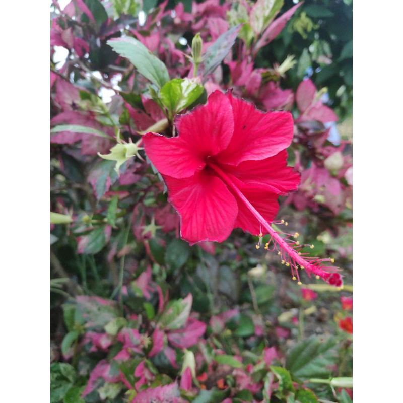 Bunga Raya Daun Batik klasik (variegated) | Shopee Malaysia