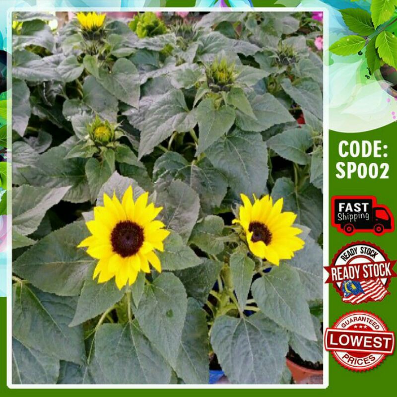 POKOK BUNGA MATAHARI RENEK ( REAL LIVE) | Shopee Malaysia