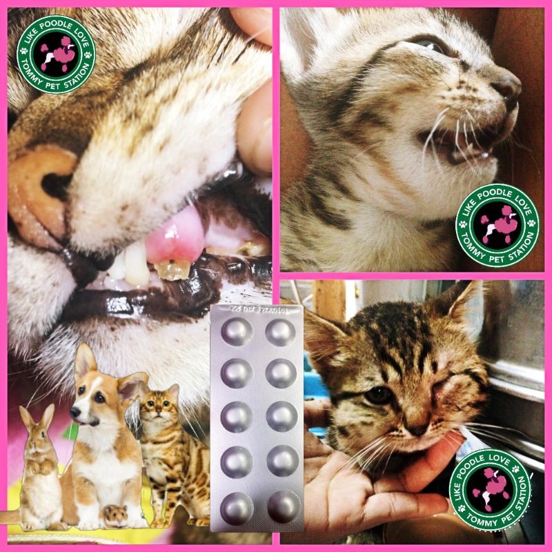 Ubat Ulcer / Bengkak / Bisul / Kencing Berdarah Kucing Dan Anjing 1pc ...