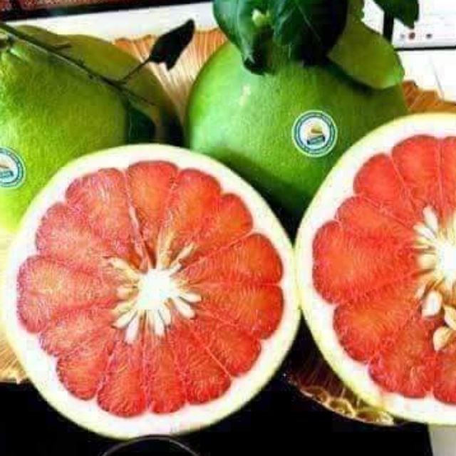 Anak Pokok Limau Bali Merah Hybrid | Shopee Malaysia