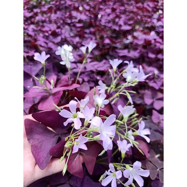 [Paling Horticulture Sdn Bhd] Oxalis Triangularis | Pokok Rama-Rama ...