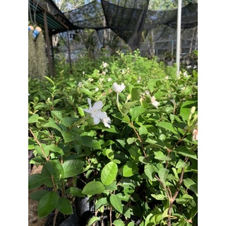 pokok bunga jasmine (pokok tinggi) | Shopee Malaysia