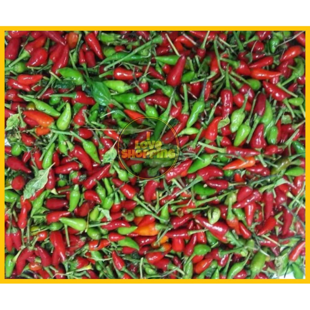 Benih Cili Api Kampung/ cabai burung buah lebat | Shopee Malaysia
