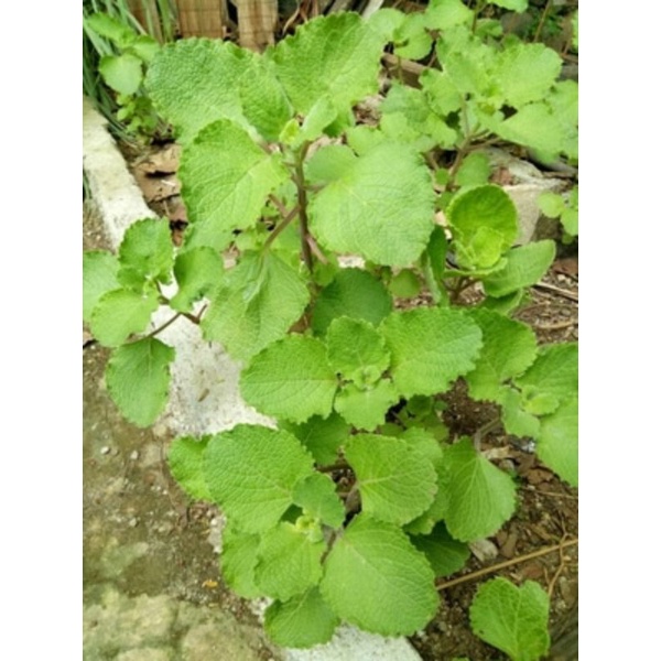 Daun Mangun (Bangun Bangun) 1 Tangkai | Shopee Malaysia