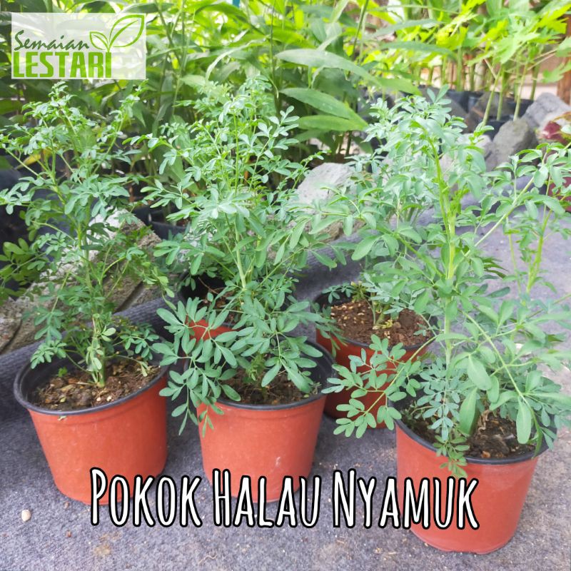 Pokok Halau Nyamuk (Pokok Garuda) | Shopee Malaysia