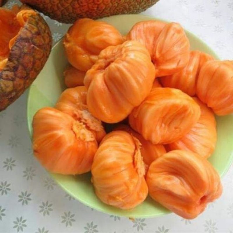 pokok cempedak madu CH28 | Shopee Malaysia