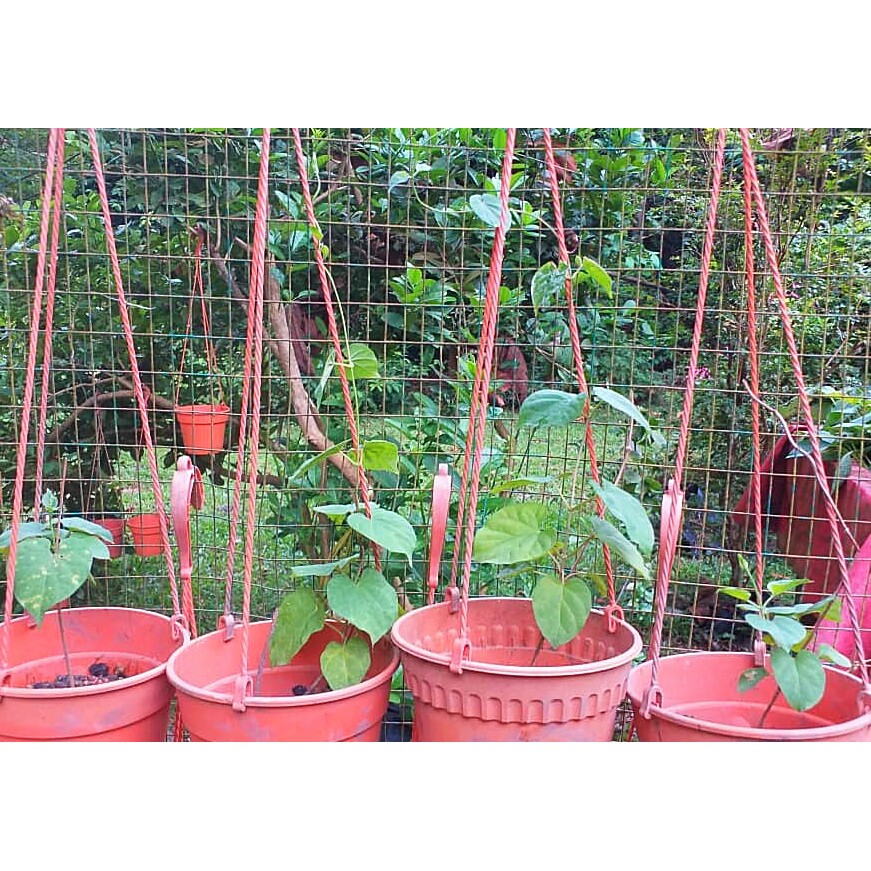 Anak pokok bunga tongkeng/tonkin jasmine/edible flower | Shopee Malaysia