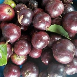 Anak Pokok Kerkuk/Kerkup/Kerkut Jumbo Buah Sedap Buah Lajen | Shopee ...