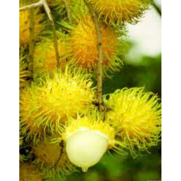 Anak Pokok Rambutan Gading Hybrid Ready Stock | Shopee Malaysia