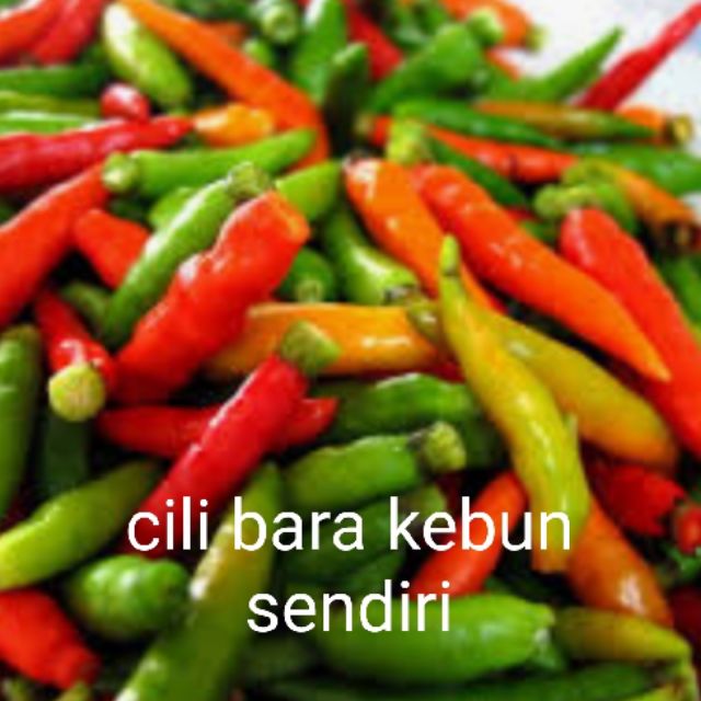 20 BIJI BENIH CILI BARA FRESH KEBUN SENDIRI / CHILI BARA FRESH SEEDS ...