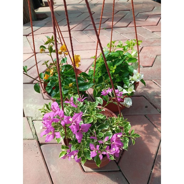 Bunga kertas jenis berjuntai # outdoor plant # | Shopee Malaysia