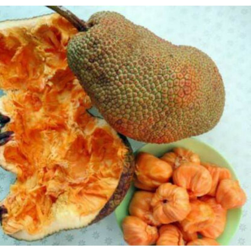 Anak Pokok Cempedak Isi Merah | Shopee Malaysia