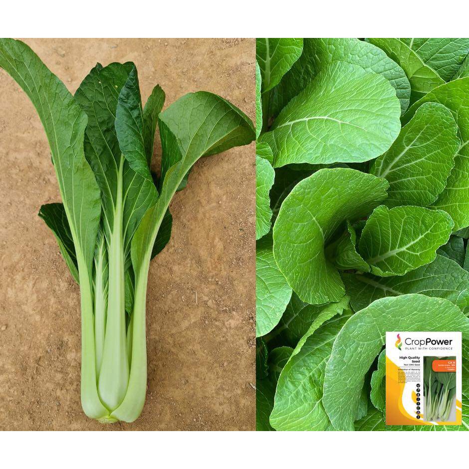 PREMIUM SEED - Biji Benih Sawi Giant Jumbo Green Cx9 | Shopee Malaysia