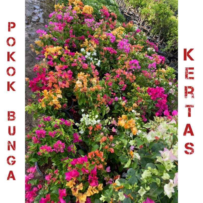 Pokok Bunga Kertas / thai / pokok bunga kertas murah | Shopee Malaysia