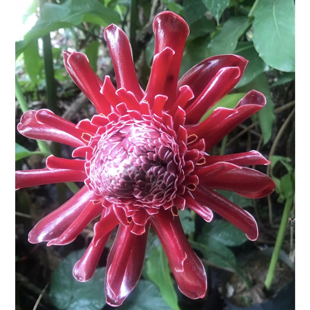 Anak Pokok Kantan Torch Ginger Etlingera Elatior | Shopee Malaysia