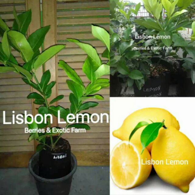 Pokok Lemon Lisbon -- Pokok Grafted/ Kahwin | Shopee Malaysia