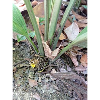 Pokok Buah Lemba/Pokok Lemba Lembar Saiz Besar/Curculigo Latifolia ...