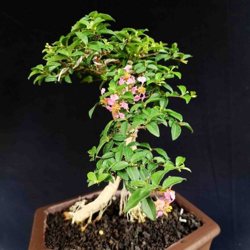 Pokok sakura micro/ mini sakura (untuk buat bonsai) | Shopee Malaysia