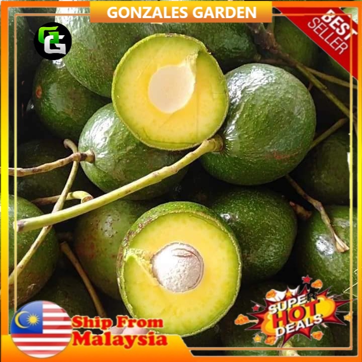 Anak Pokok Avocado Booth 7 Pokok Kahwin | Shopee Malaysia