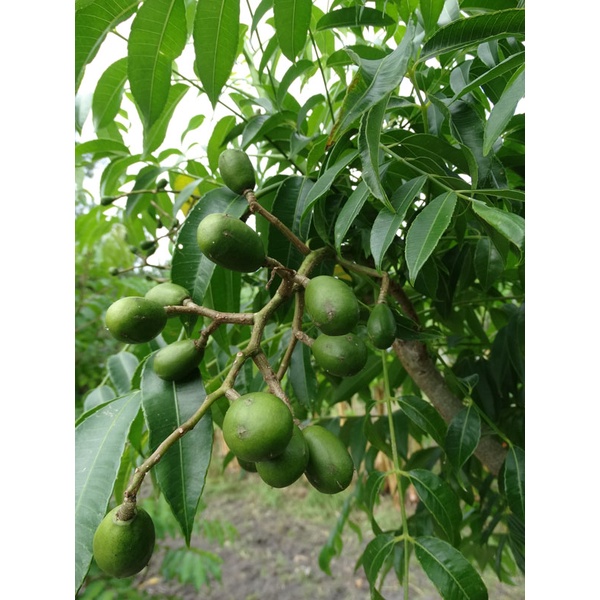 Ambarella / Umbra Fruit Plant / Anak Pokok Kedondong (Live Plant ...