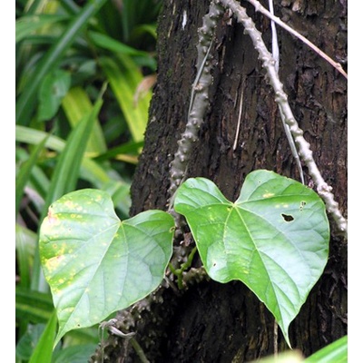 MDC-patawali/akar seruntun ( Pokok Herba ) | Shopee Malaysia