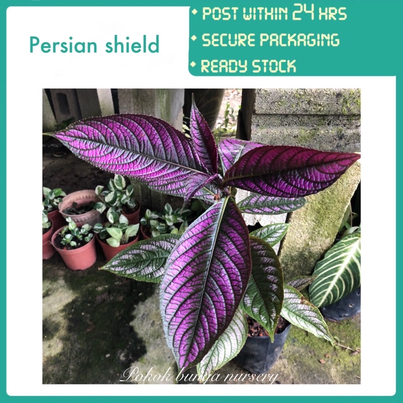 PBN - Persian shield - pokok bunga nursery real live plant indoor royal ...