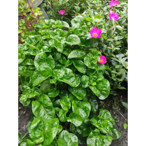 Pokok bayam brazil / sayur bayam. keratan batang tua. | Shopee Malaysia