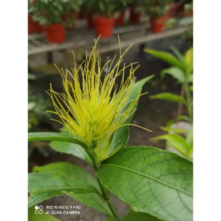 pokok Bunga pagar berbulu | Shopee Malaysia