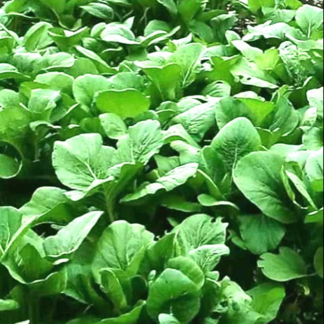 Biji Benih Sawi Hijau 500pcs Seeds Vegetable Seed Vege Sayur Sayuran ...