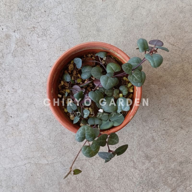 string of turtles (peperomia prostrata) | Pilea Depressa Baby Tears ...