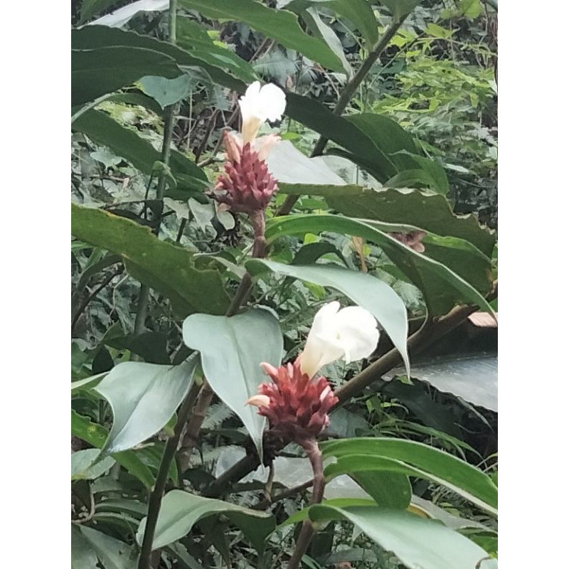 pokok setawar hutan yang cantik dan banyak khasiat perubatan. | Shopee ...