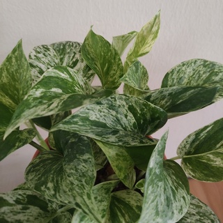 Scindapsus Pictus Marble Queen Brazil Golden Exotica Satin Pothos ...