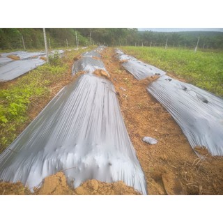 Plastik Batas Tanaman 1 Meter x 1 Meter | Shopee Malaysia