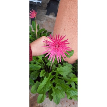 POKOK BUNGA DAISY KAMPUNG | Shopee Malaysia