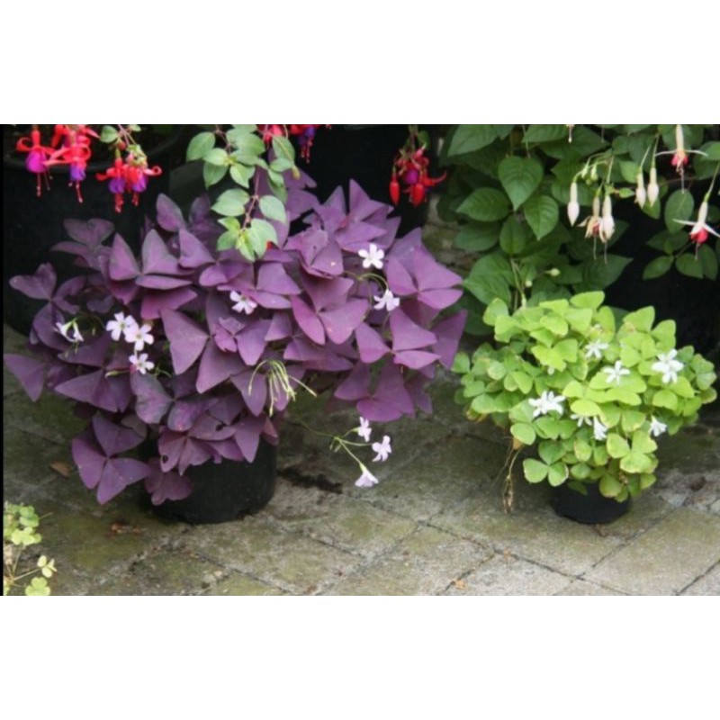 REAL PLANT OXALIS | POKOK RAMA-RAMA | Shopee Malaysia